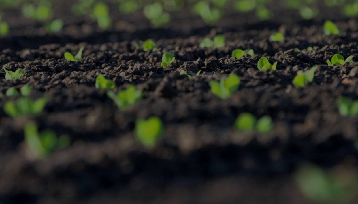 California Leafy Greens Marketing Agreement | Home Page