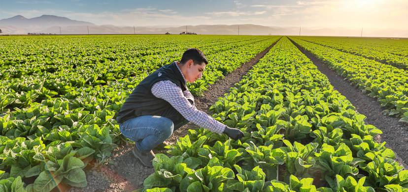 California Leafy Greens Marketing Agreement | Home Page