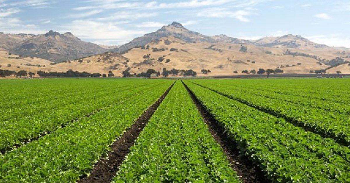 California Leafy Greens Marketing Agreement | LGMA Forms Adjacent…